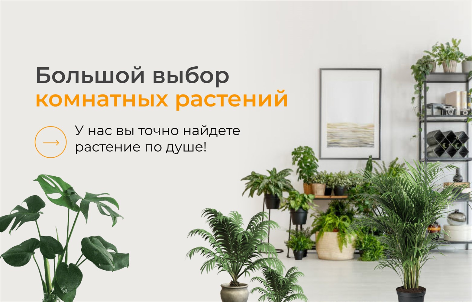 Доставка цветов и комнатных растений в Рязани - Растет Цветет